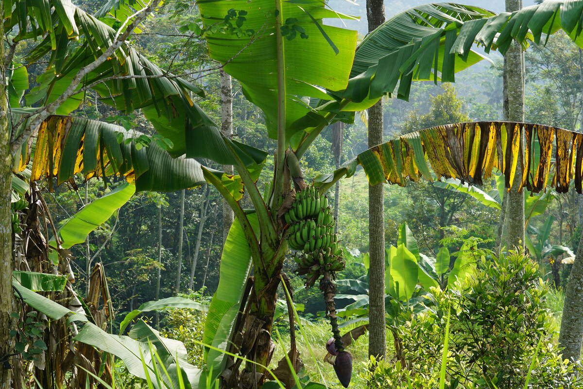 Infografis Pertanian Mangunsari - Mangunsari